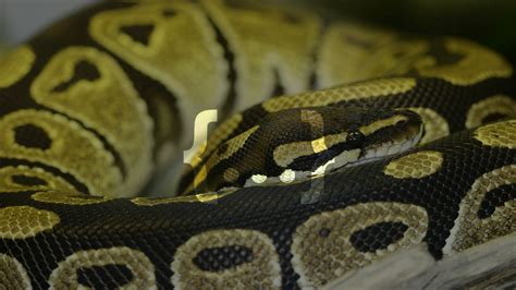 Tìm Hiểu Về Dictionary Trong Python