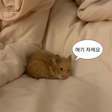 애기 자께요 귀여운 동물 밈 웃긴 밈 귀여운 그림