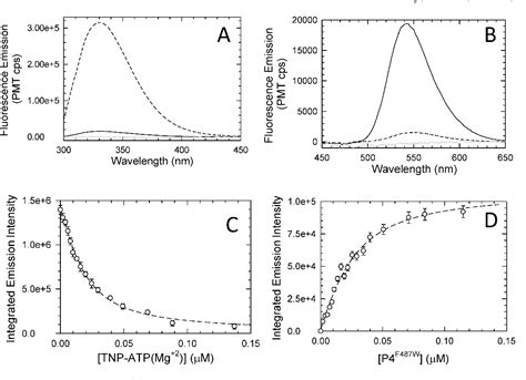 Figure 3 From Kinetics Of Atp And Tnp Atp Binding To The Active Site Of Chea From Thermotoga
