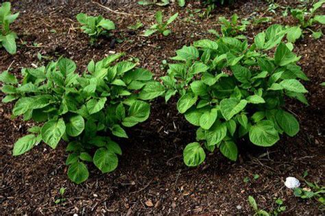 Внекорневая подкормка картофеля | Outdoor decor, Herbs, Outdoor