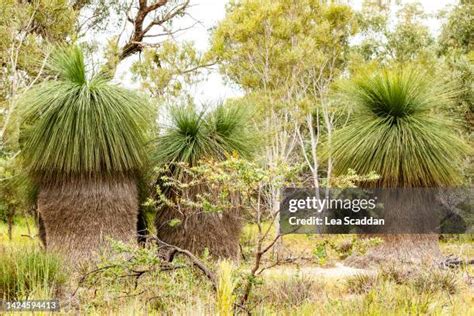 Grasstrees Photos And Premium High Res Pictures Getty Images