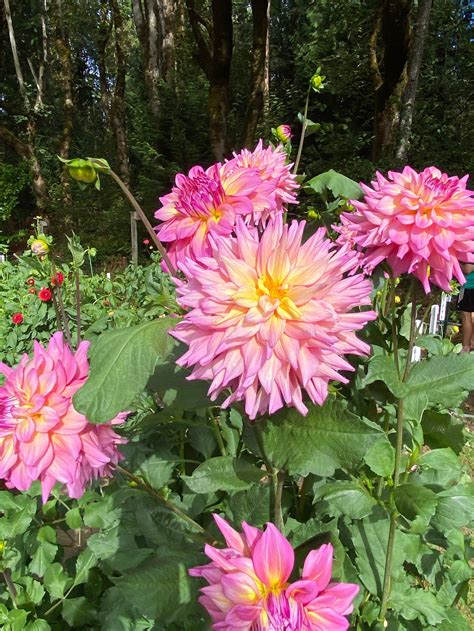 Bahama Mama Honey Bee Dahlias