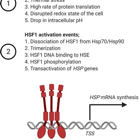 The Functions And Regulation Of Heat Shock Proteins Key Orchestrators Of Proteostasis And The