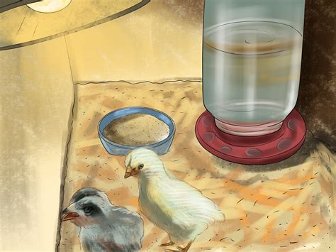 5 Ways To Hatch Quail Chicks WikiHow
