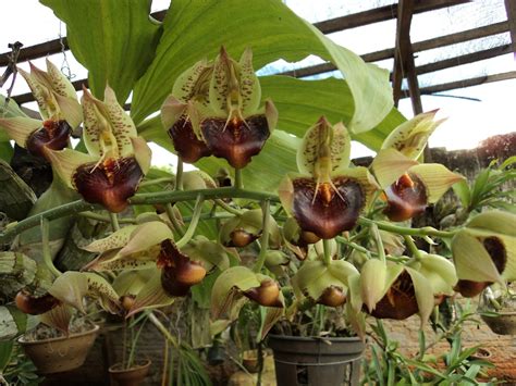 Terra Viva Cultivar Orquídeas Dicas de Cultivo de belas Orquídeas