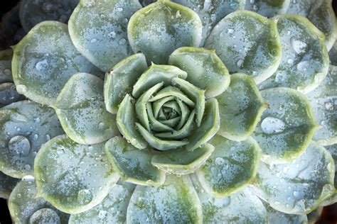 11 Suculentas Con Flores Conoce Aquí Las Mas Bonitas 🌹