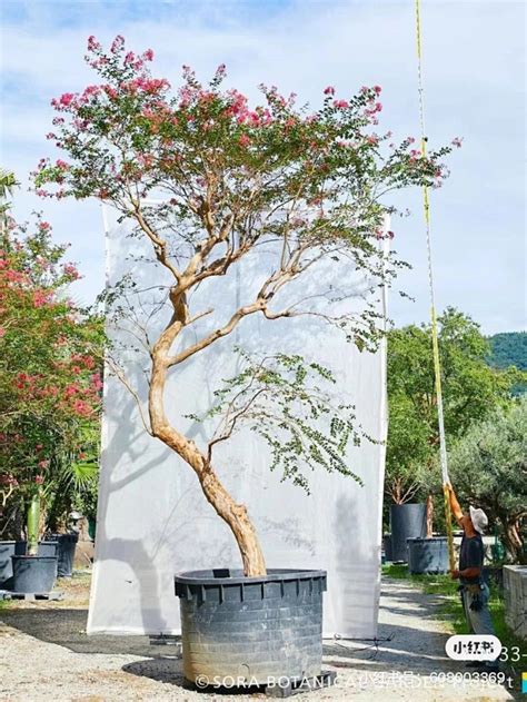 细叶紫薇