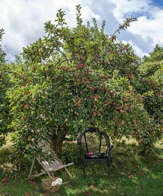 How To Prune Apple Trees Must Know Advice For How And When Gardeningetc