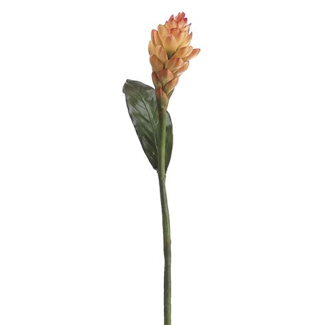 Torch Ginger Bud Ubicaciondepersonascdmxgobmx