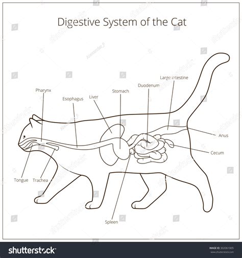 Digestive System Cat Vector Illustration Stock Vector Royalty Free