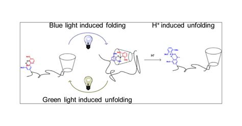 Dual Stimuli Responsive Single Chain Polymer Folding Via Intrachain Complexation Of