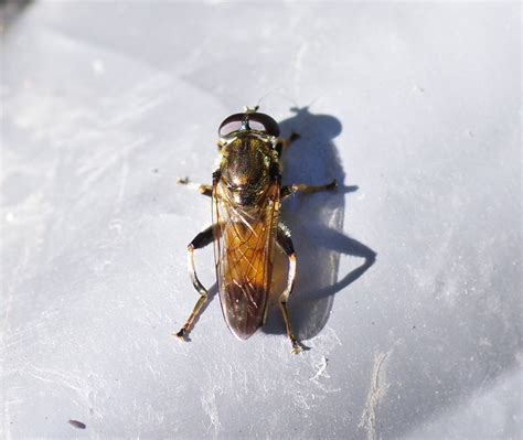 Xylota segnis (Linnaeus, 1758) - Biodiversidade ameazada