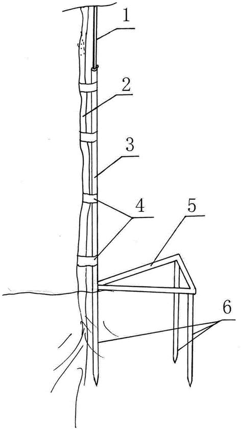 一种紫藤生长枝干固定装置的制作方法