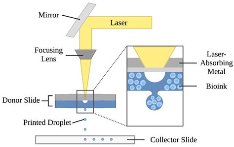 3d Bioprinting In Cardiac Tissue Engineering Encyclopedia Mdpi