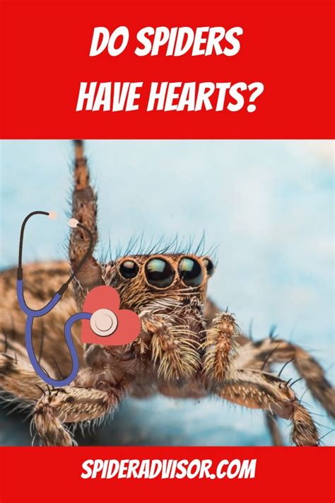 Do Spiders Have Hearts Spider Advisor
