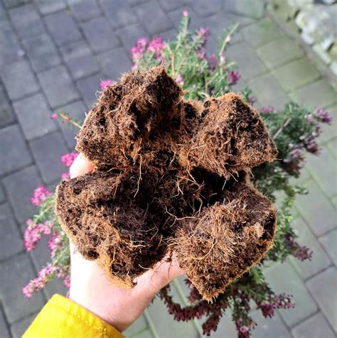Coco Pit For Rooftop Garden R Gardening