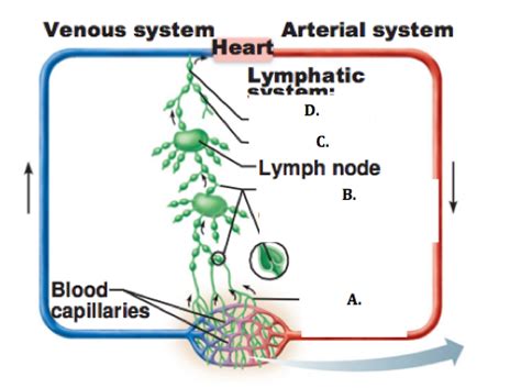 Human A P Lymphatic System Immune Response Lab Flashcards Quizlet
