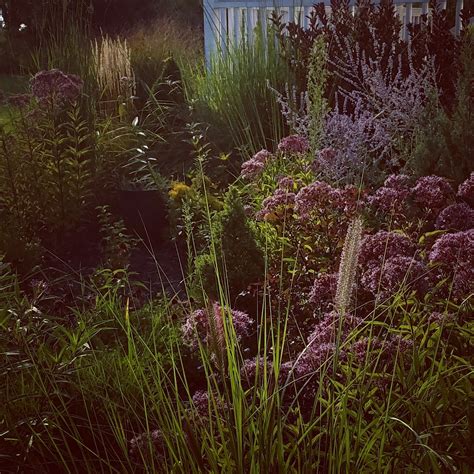 Ornamental Grass Archives Page 2 Of 8 The Obsessive Neurotic Gardener