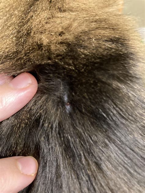 How Did My Indoor Cat Get Fleas Rcats