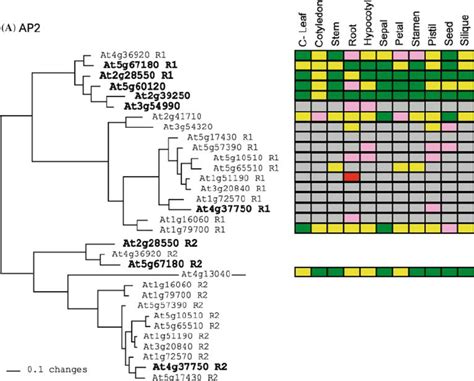 Construction Of Protein Maximum Likelihood Trees For The Ap2erebp