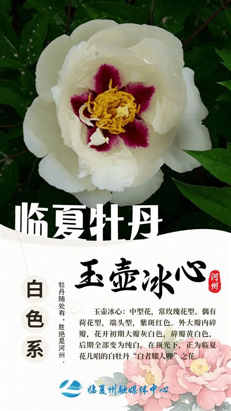 胜绝是河州！九大色系临夏牡丹，你见过几种？紫及花姿来源