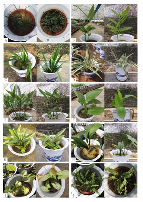 Comparison Of The 10 Herbs Before Left And After Right Waterlogging