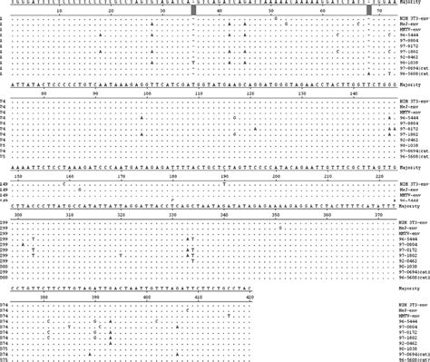 Multiple Nucleotide Alignment Of The Mmtv Like Env Gene Sequences The