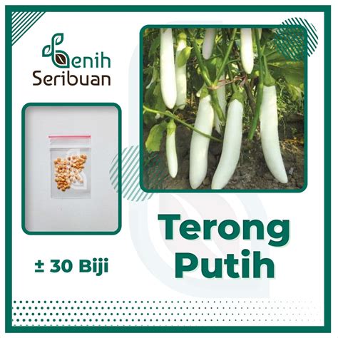 Jual Benih Seribuan 30 Bibit Sayuran Terong Putih Panjang Unggul
