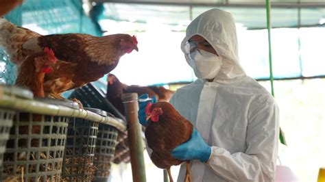 How Do You Get Bird Flu Experts Say People Working With Farm Animals