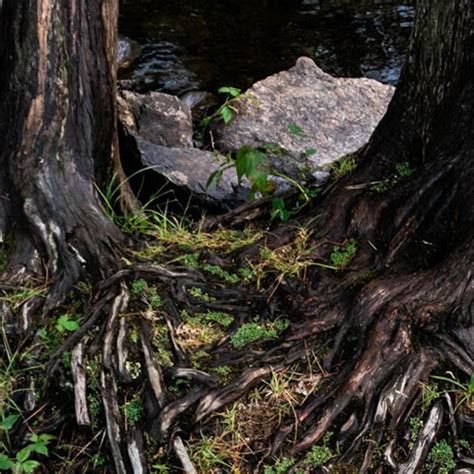 Twisted Youtube Music