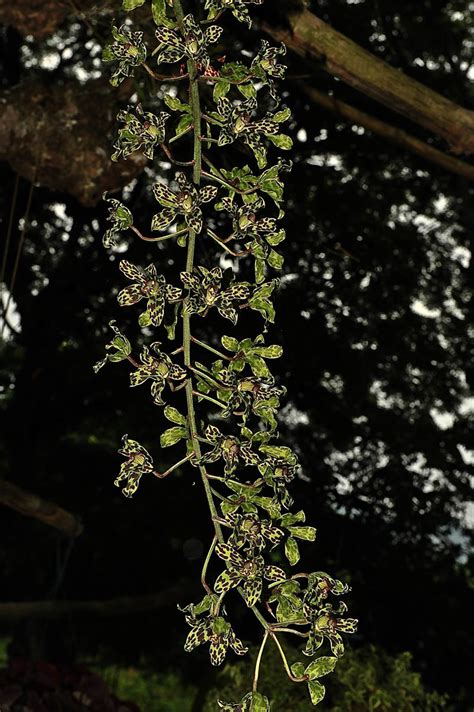 Grammatophyllum Scriptum Orchidaceae