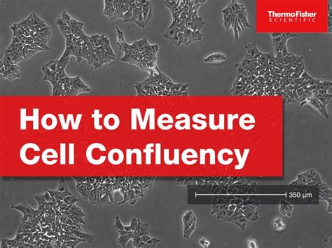 How To Measure Cell Confluency