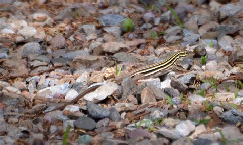 Teiidae Merritt College Herpetology