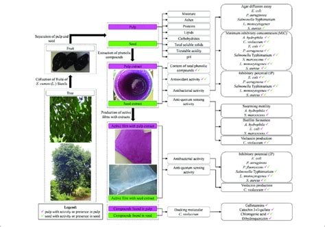 Experimental Design Used In This Study With The Main Findings