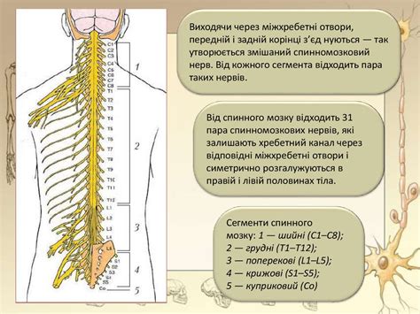 Будова та функції спинного мозку презентация онлайн