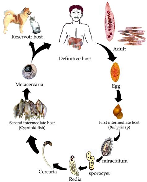 Snail Life Cycle Diagram