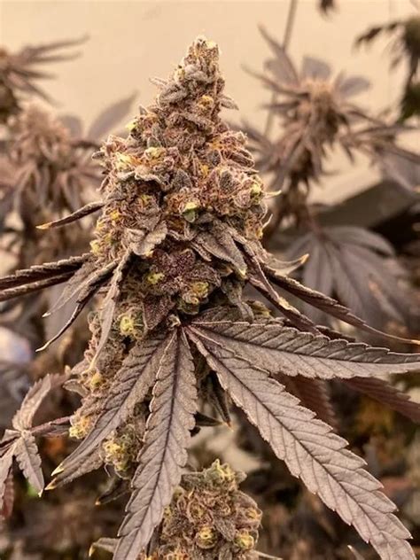 Cannabis Clones— Highline Nursery