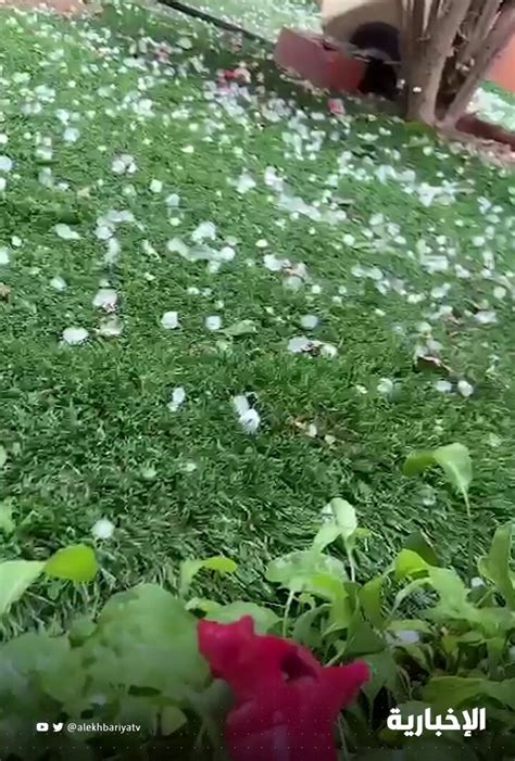 صحيفة عكاظفوائد نواة الأفوكادو