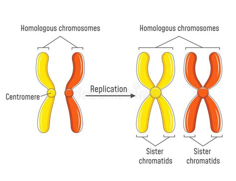 Telomere Ist Das Ende Eines Chromosoms Vektor Abbildung Illustration