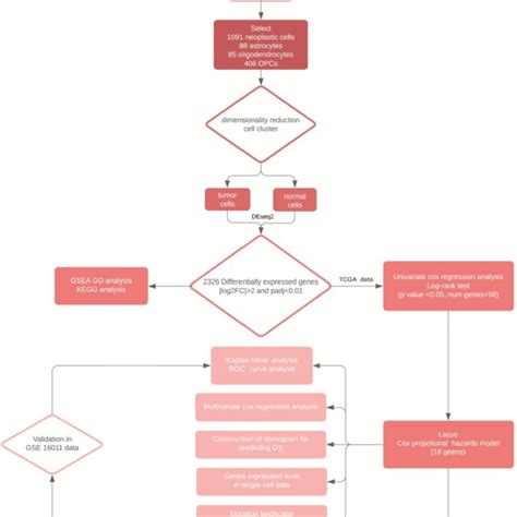 Workflow Of The Analytical Procedure For Constructing And Validating Download Scientific