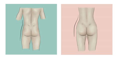 Mens Ideal Female Body