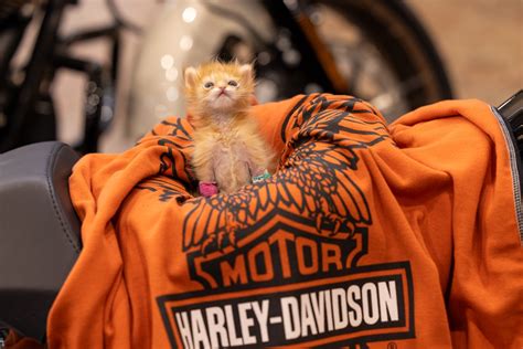 Utah Based Viral Kitten Tater Tot Dies Suddenly