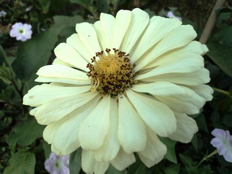 Зеленая циния Фото Дом Солнца