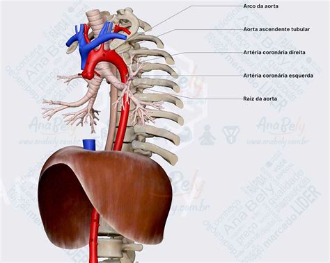 Anatomia Externa Do Coração