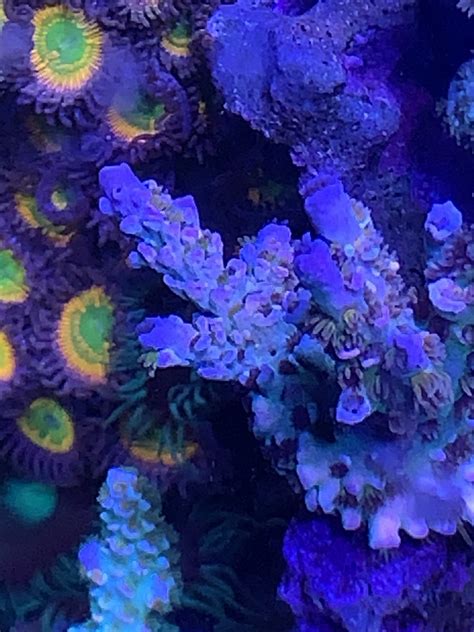 Distortedmutant Morphology In Acroporas Radial And Axial Corallite