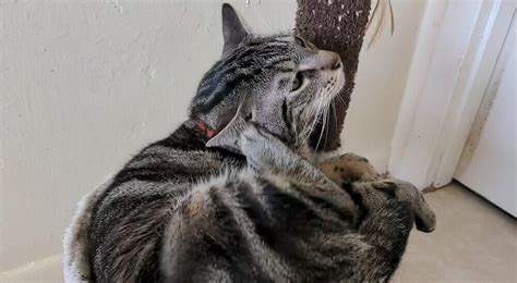 How To Help Your Cat If Their Ears Are Itchy Love Of Paws