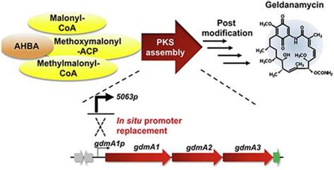 具有强内源启动子的改善的PKS基因表达增强了格尔德霉素的产量 Biotechnology Journal X MOL