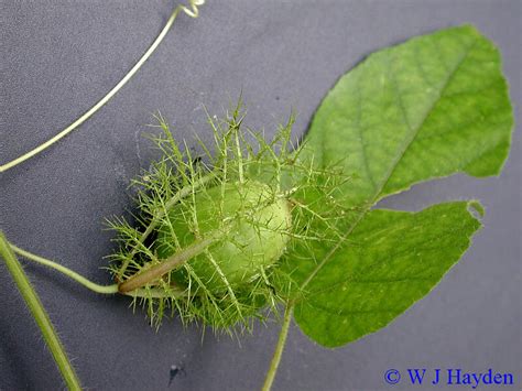 Passiflora Foetida