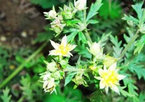 这种野草常错认是薄荷农民用它炒鸡蛋治咳嗽大雪都冻不死 癞蛤蟆 野草 野味 新浪新闻