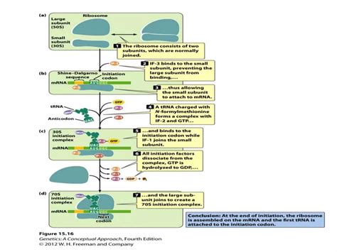 Ribosome Ppt